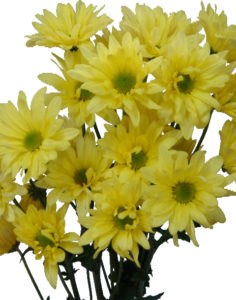 Catalog – Once Flowers